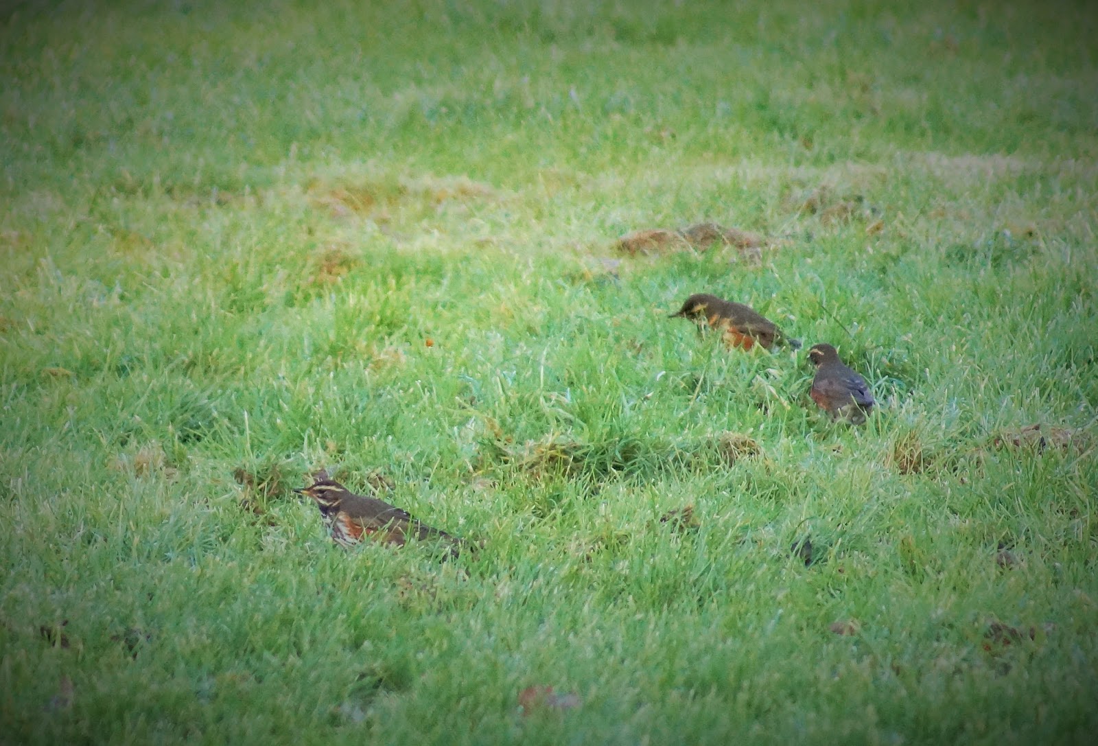 Wino Wendys Wildlife World : 2017