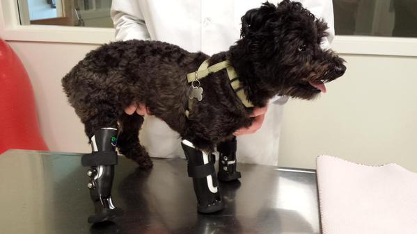 Conoce a Rabbit, el perrito que nació sin patas pero que ahora puede ...