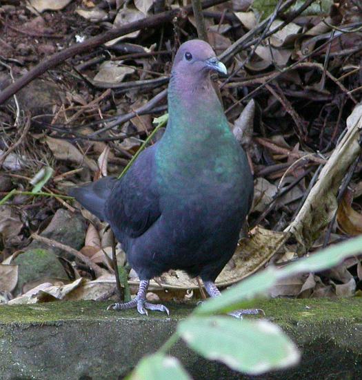 World of Pigeons and Doves: Japanese Wood Pigeon