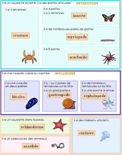 Les étoiles filantes: Classification des invertébrés
