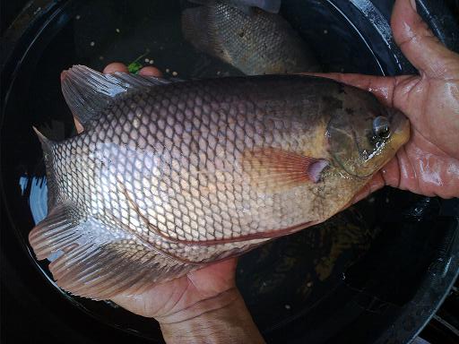 Fish Gourami, Tilapia and other Species: Fish Farm and Hobby Fishing