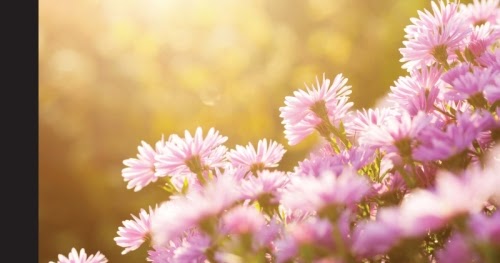 3 Books and Courses to Learn RESTful Web Services using Spring and Java ...