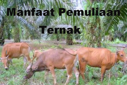 Ilmu Ternak