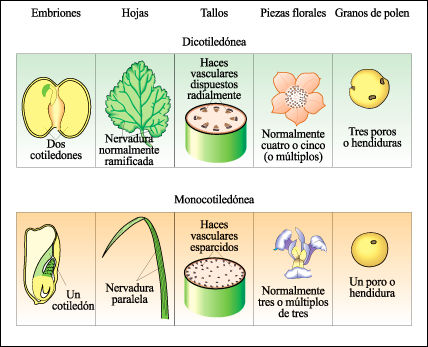 biologia 10-3: INTRODUCCION A LA BIOLOGIA VEGETAL
