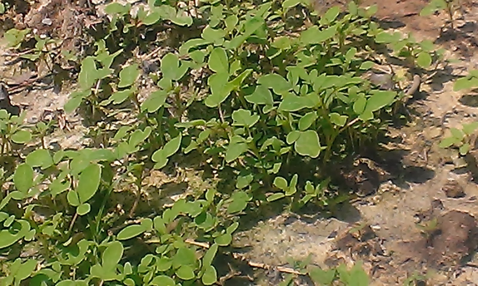 Izam Farming_Maman: MAMAN MULA TUMBUH DALAM 10 HARI