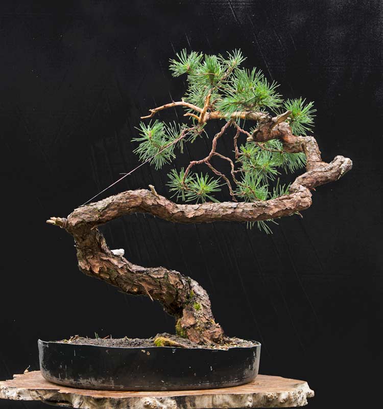 Walter Pall Bonsai Adventures: Scots pine #14