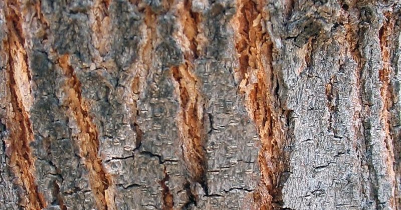 abraPALABRAmágica La MAGIA de la palabra: Soy un tronco