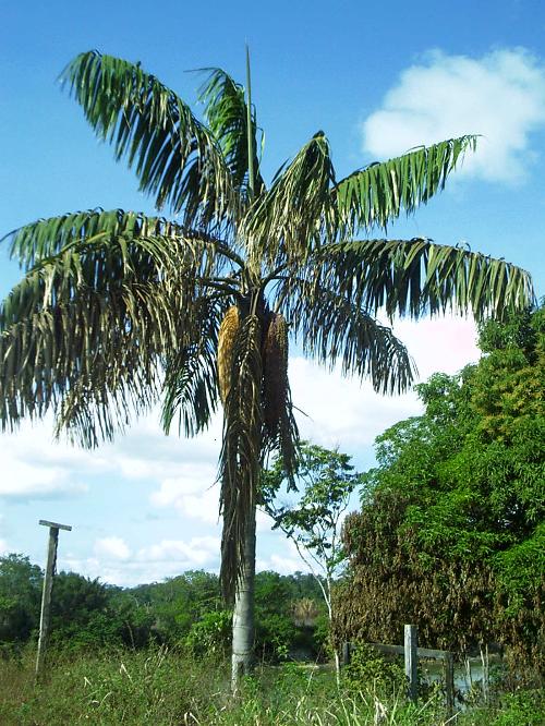 Q' Planta é Essa?: Bacaba ou Bacabaçu