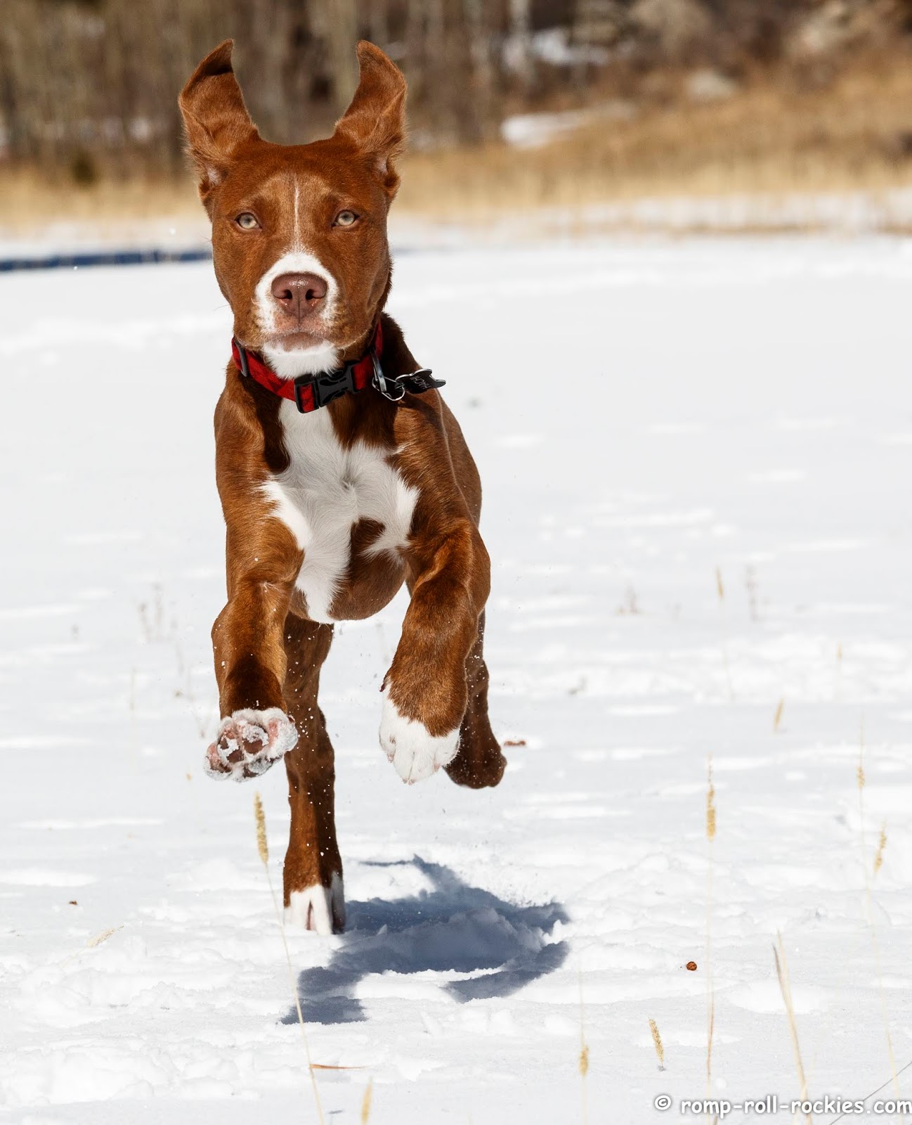 Romping and Rolling in the Rockies: Our lovable mountain puppy