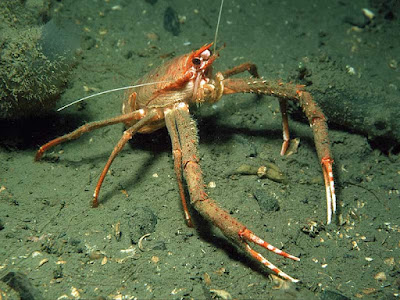 Variety of Life: Galatheidae