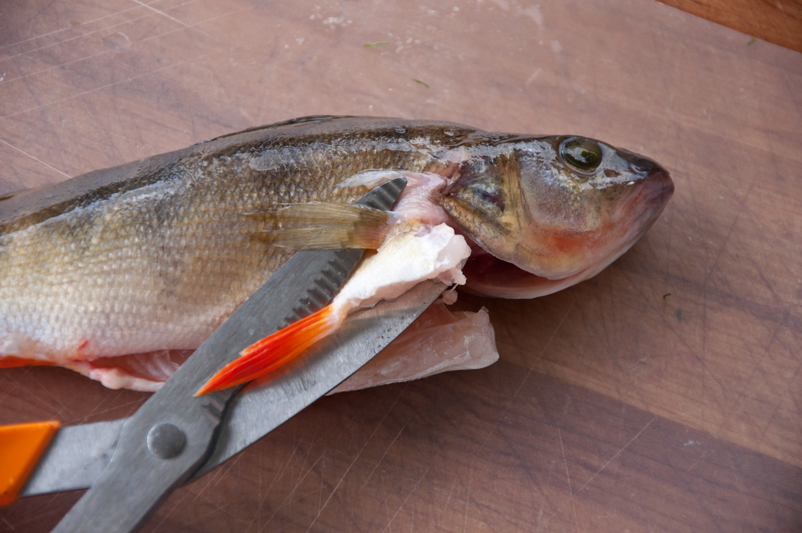 SafariChef: Boneless Perch