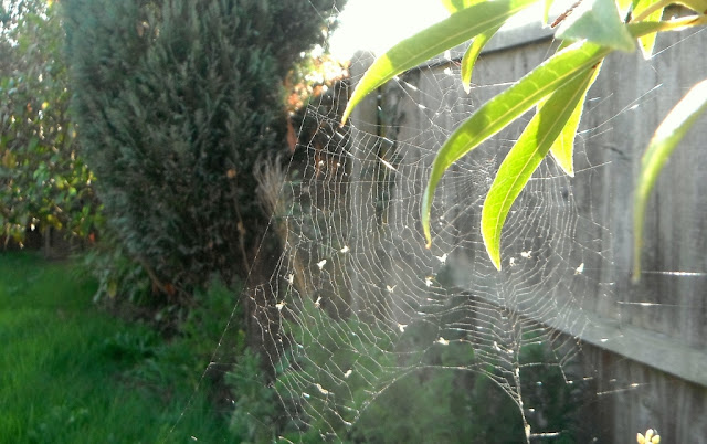 Staffordshire Photo: Spider vs moth