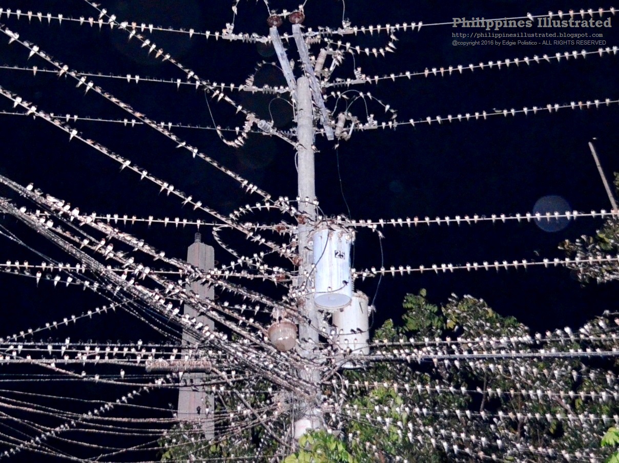 Setting Footprints: Why sayaw birds are in Mindanao