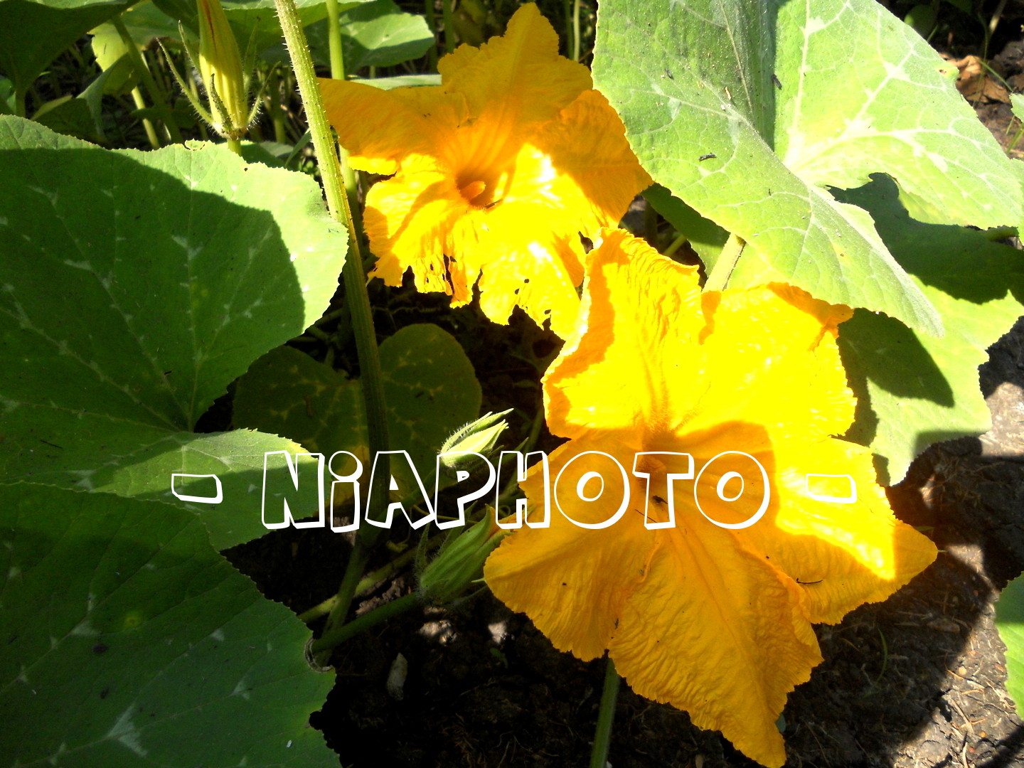 Buntal - Buntal: BUNGA LABU...dari jauh boleh nampak