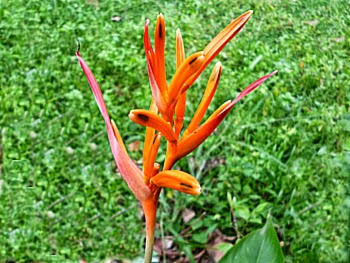 Heliconia psittacorum x Heliconia spathocircinata-Parakeet Heliconia ...