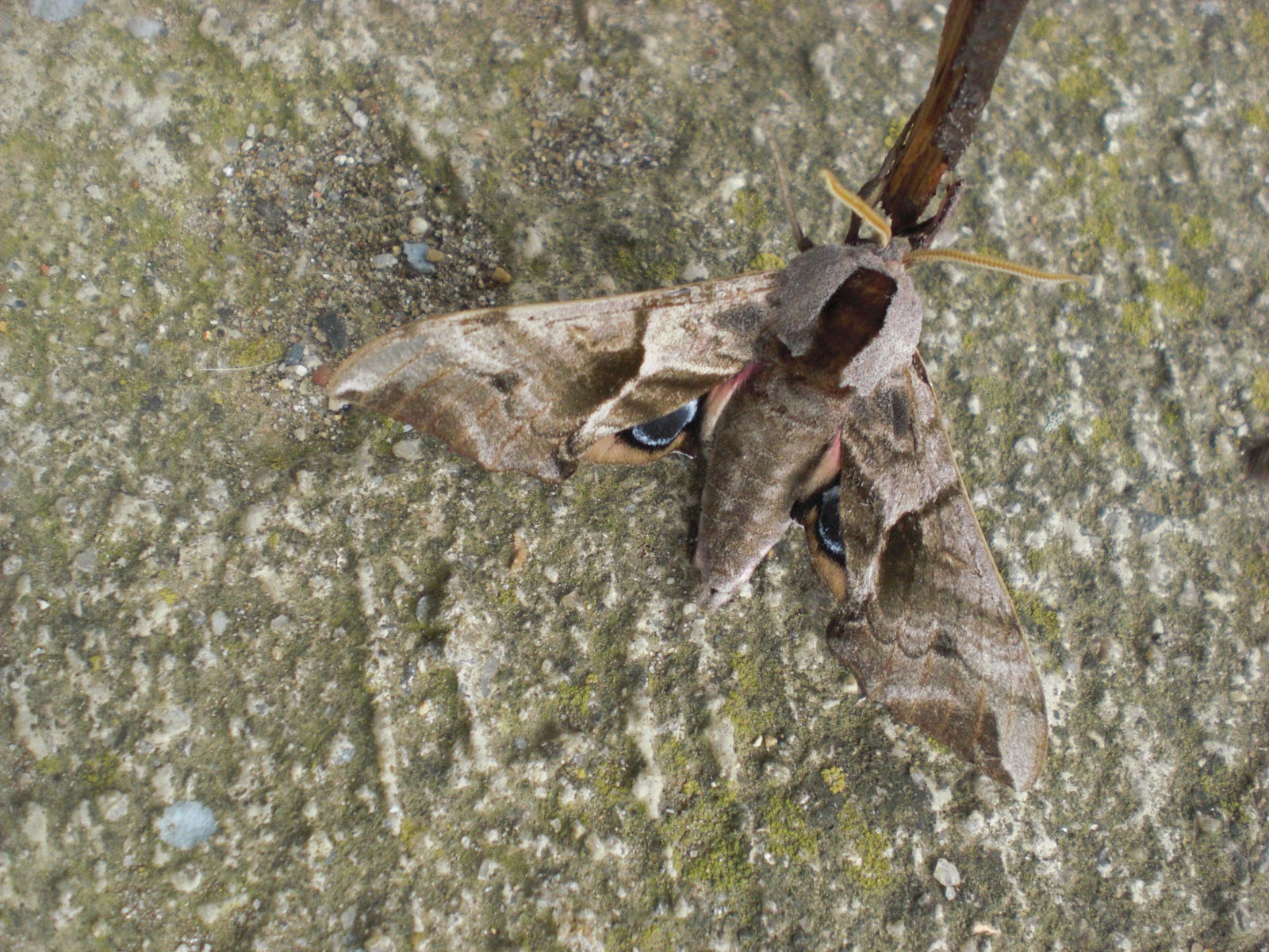 Perfumes y luces de Extremadura: Sphingidae. Familia: Esfingidos.