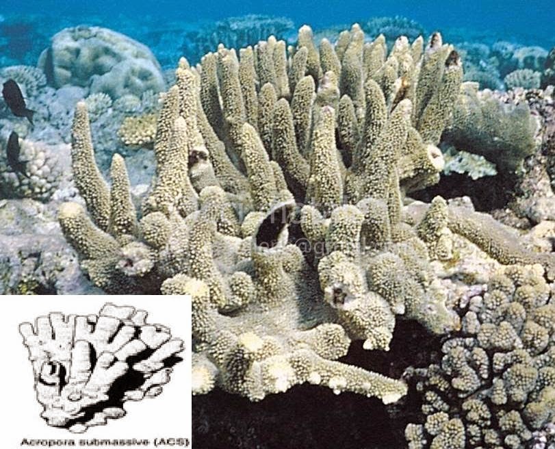 Pamacca: Bentuk Pertumbuhan Karang