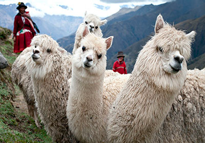 ANPP Animales y Plantas de Perú: ALPACA - Vicugna pacos