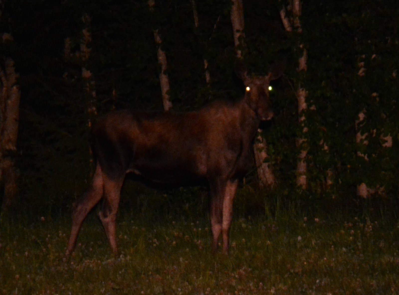 Geopolitics & Macroeconomics: Moose Safari in Sweden