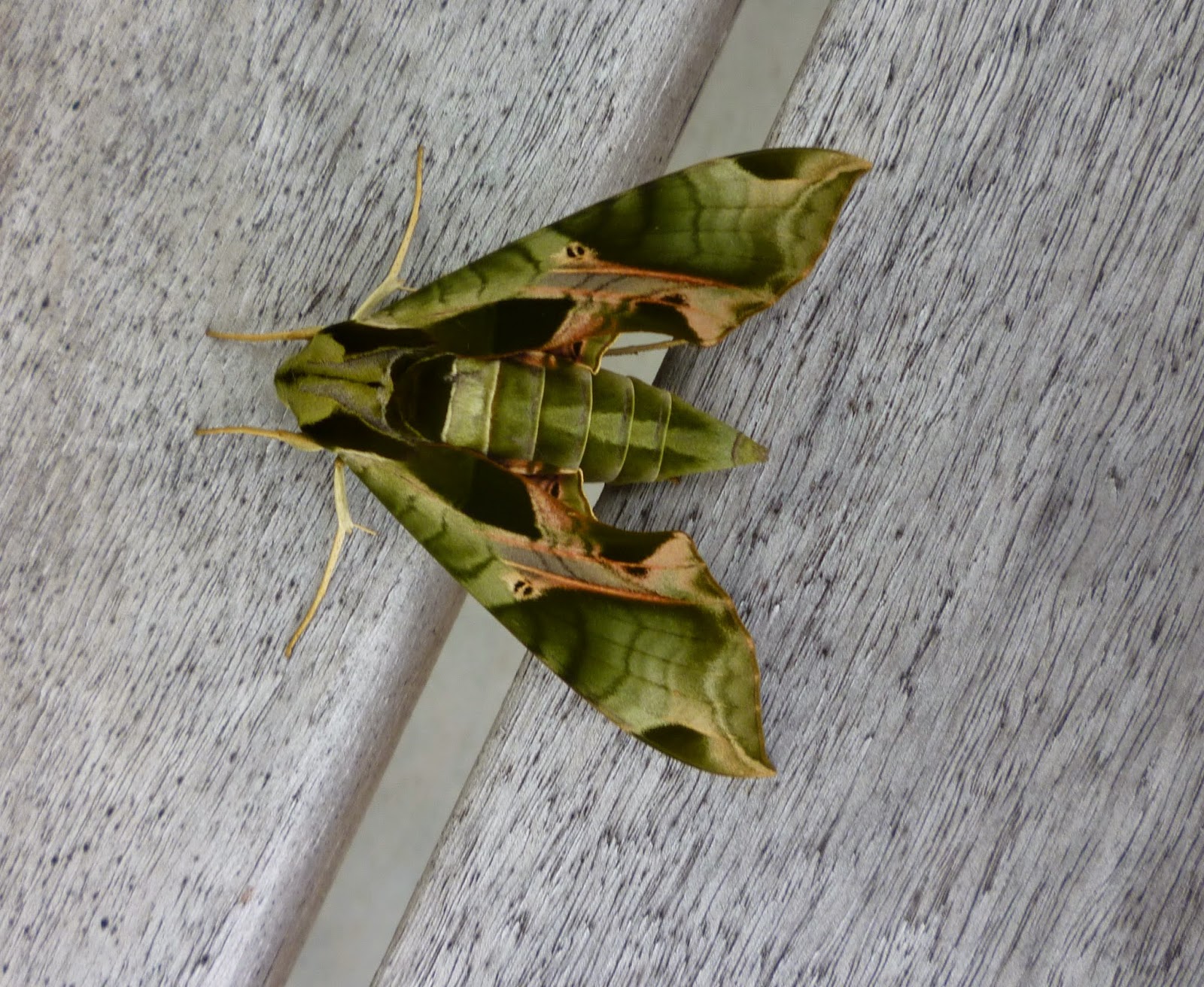 From Bluebirds to Turtles: PANDORUS SPHINX MOTH, SICKLEPOD, LARGE ...