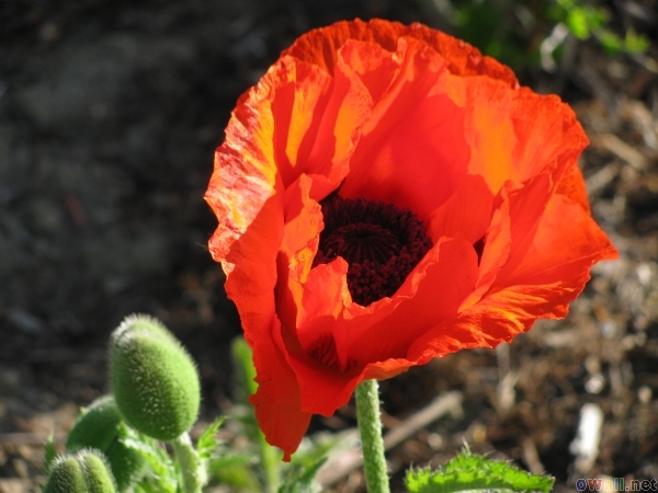 Beautiful Poppy Wallpaper |hd wallpapers|widescreen desktop backgrounds ...