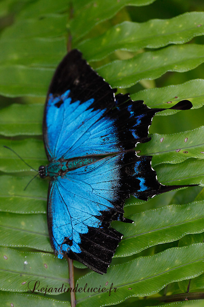 Ulysse,un superbe papillon bleu(Papilio ulysses, Blue Emperor, Mountain ...