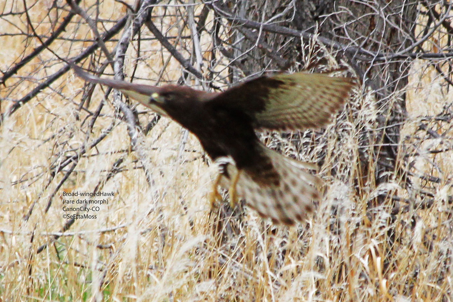 Rare dark morph Broad-winged Hawk in Canon City--the same one or not??