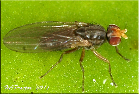 The Home Bug Garden: How to Know a Fly, Part II: Fruit, Pomace, Names ...