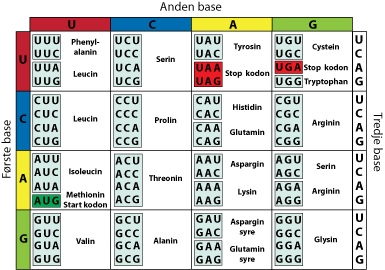 BIOLOGI GONZAGA: PEMAHAMAN PENTINGNYA SINTESA PROTEIN DI SEL