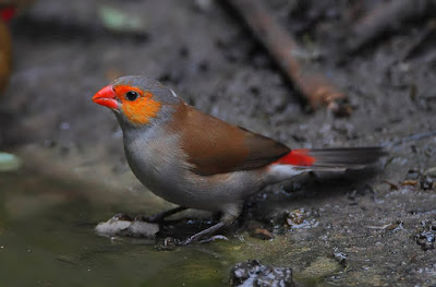 Variety of Life: Estrilda