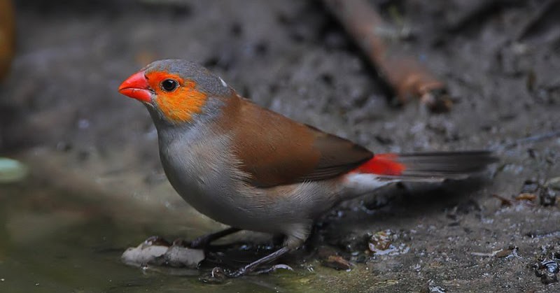 Variety of Life: Estrilda