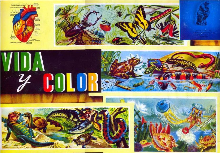 Historias de la Misericordia: Vida y color