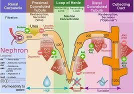List of Diuretics used in Cardiac vascular Problem ~ Health is Celebrity