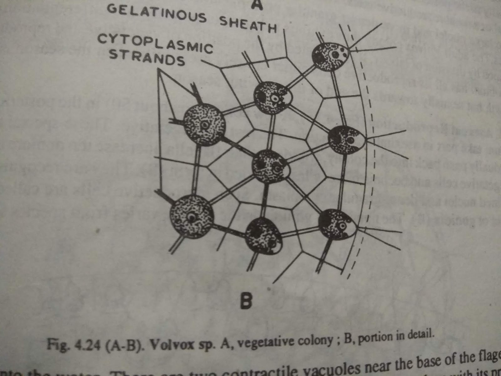 Department of Botany, Girraj Govt. College: Volvox