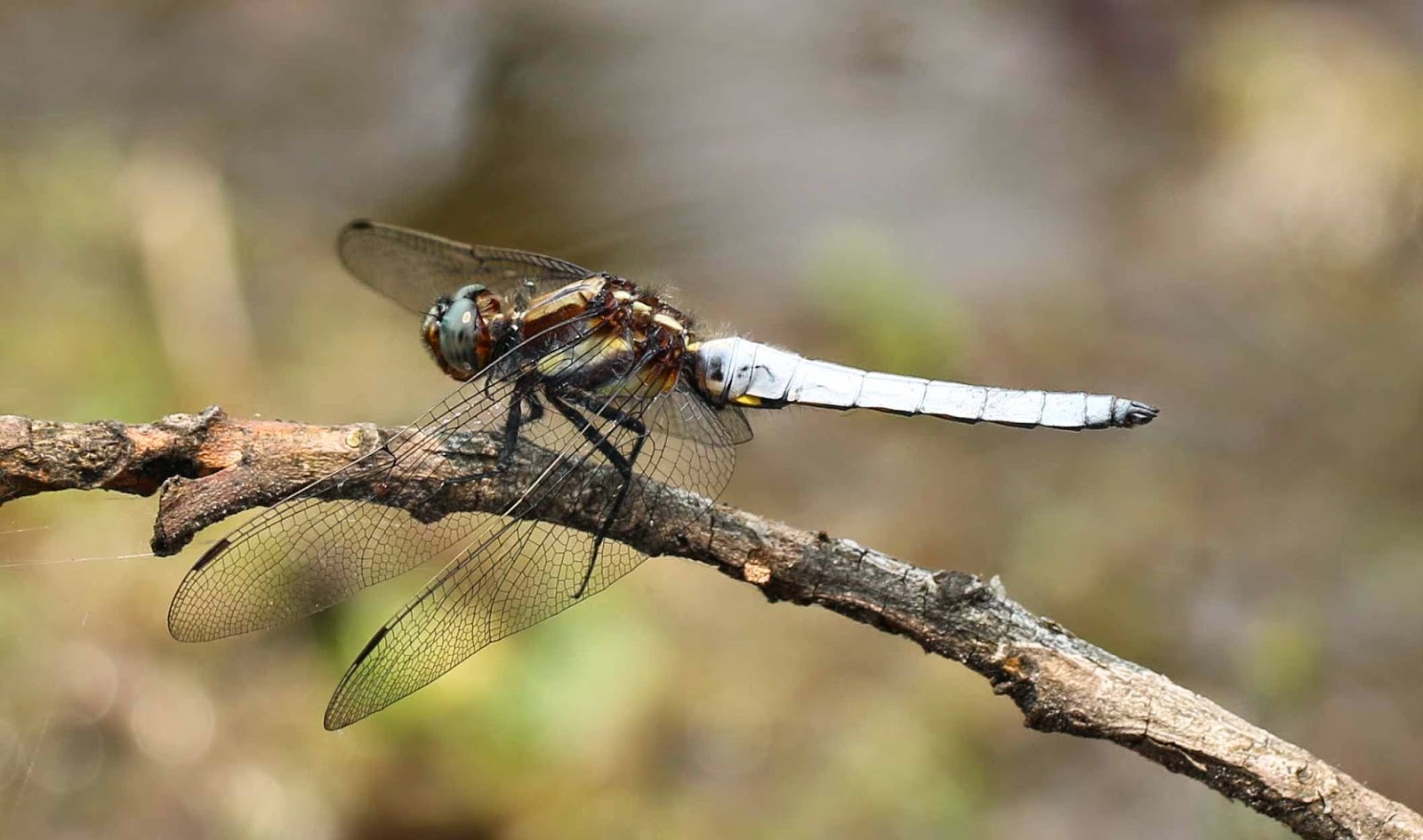 Dragonflies and damselflies of Vietnam: Orthetrum internum