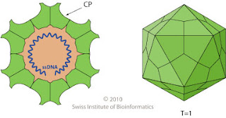 Virus Famili Parvoviridae ~ Virus Information