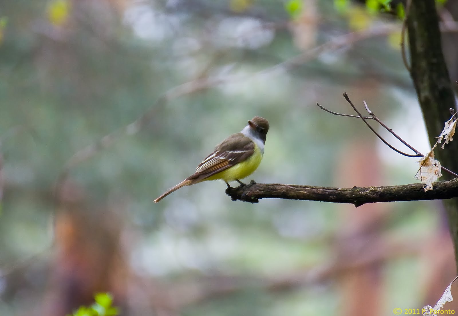 Poronto's Birding Macomb Twp and Beyond: Stoney Creek - Pileated ...