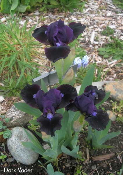 World of Irises: The Dark Delights of Black Irises
