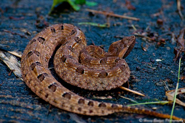 sri lankan snake: පොළොන් තෙලිස්සා