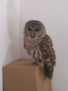 Precision Wildlife Services: Massachusetts Cape Cod Rhode Island New ...