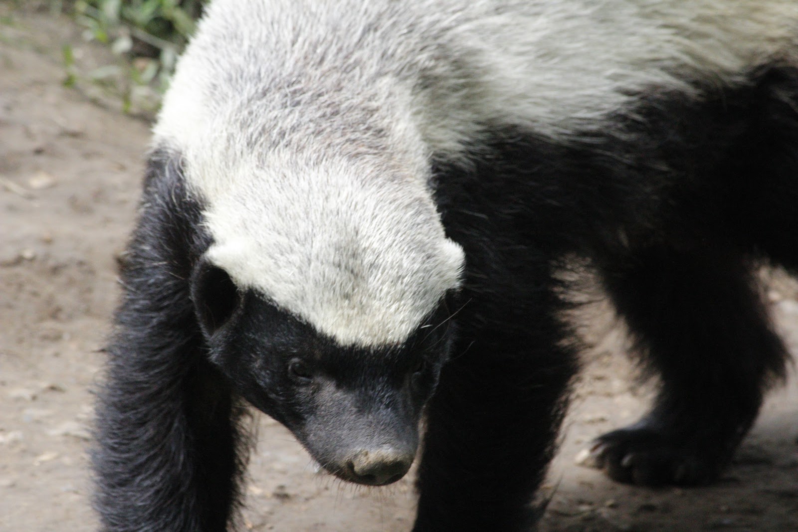 Cape Points Camera Traps and Ratels