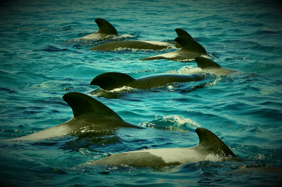 making footprints...: Pilot whale, Oceanic bottlenose dolphin and Orca...