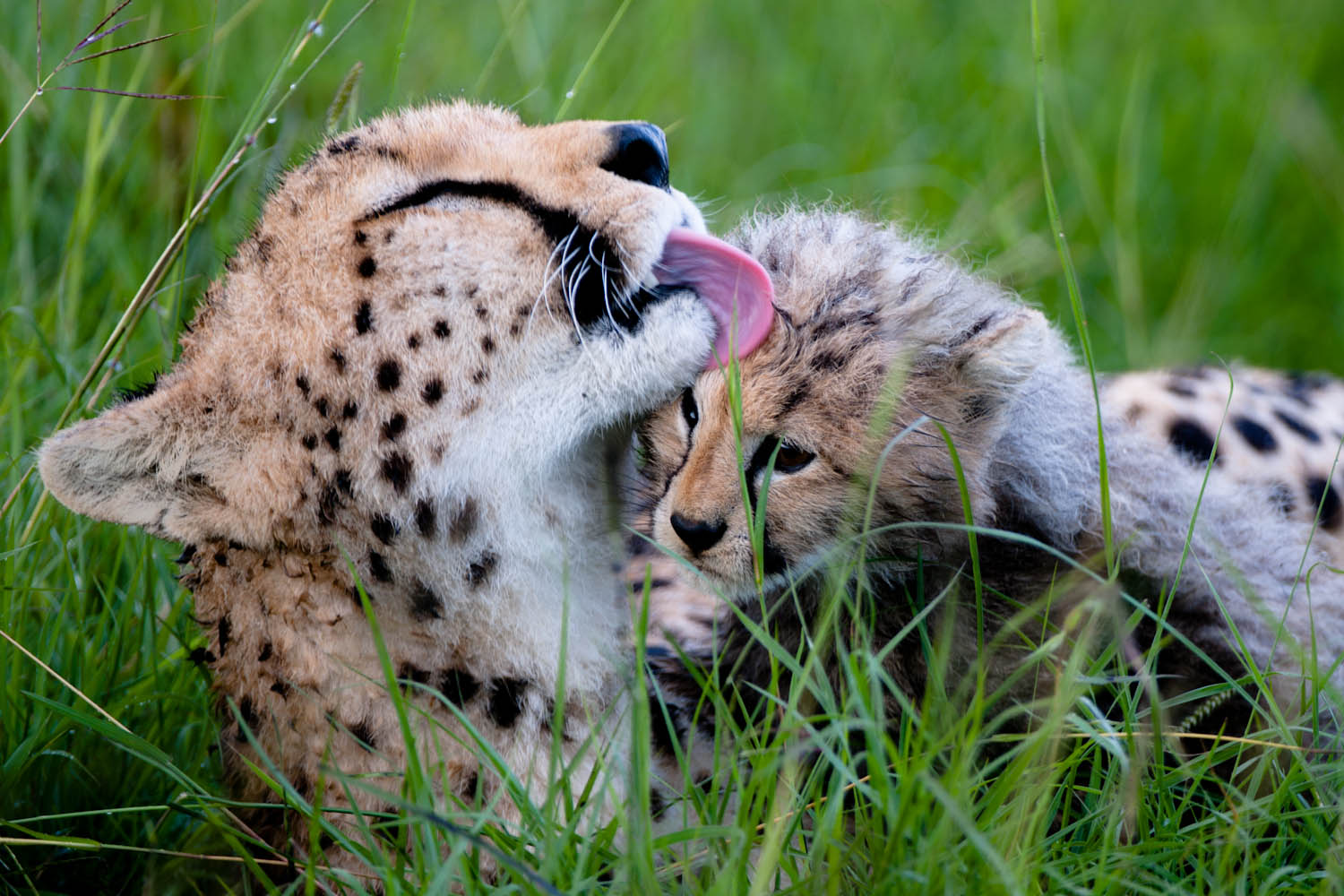 Franco ORIOT Travel & Wildlife Photography: Cuccioli di Ghepardo