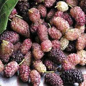 المصري المثقف: التــــوت