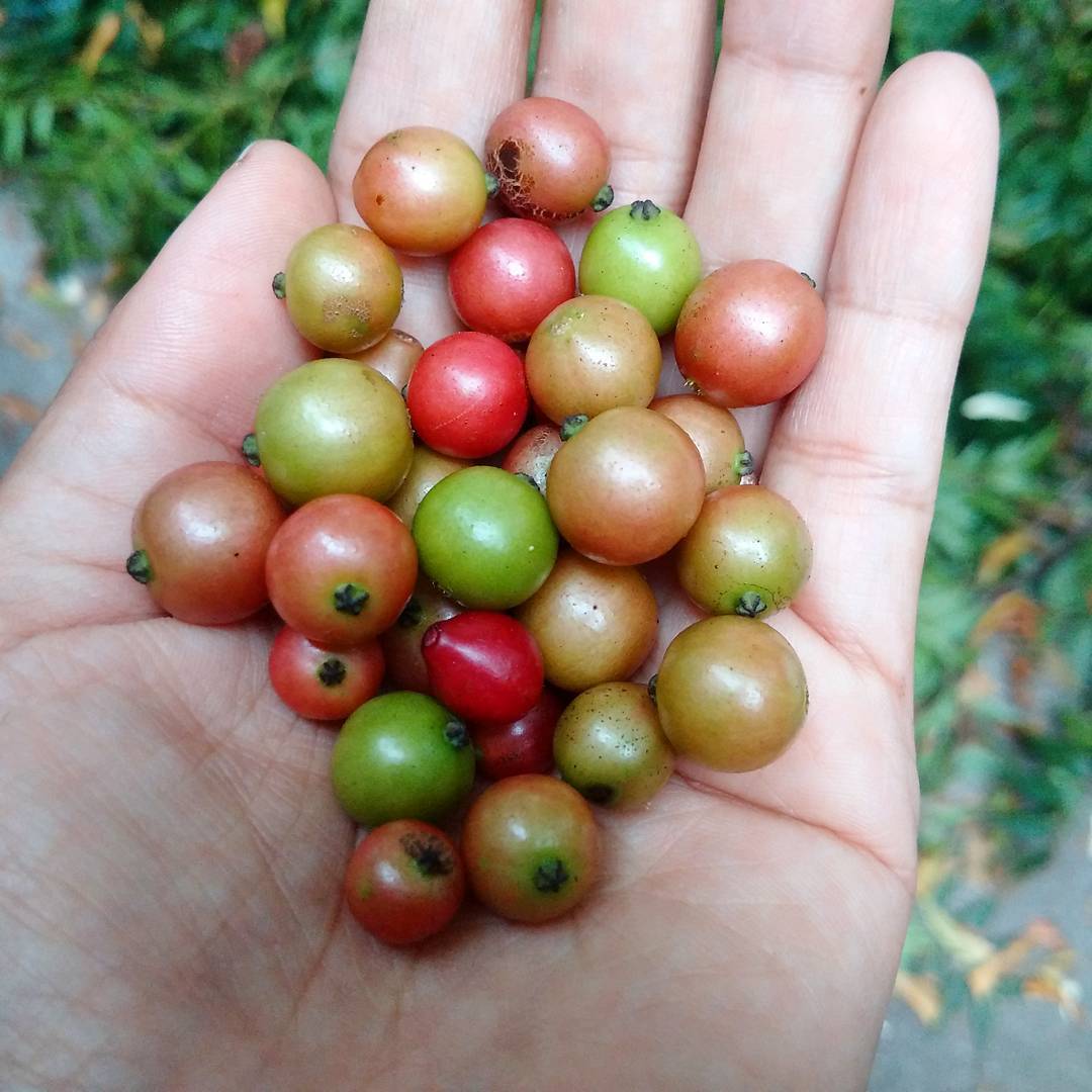 aratilis - philippin news collections