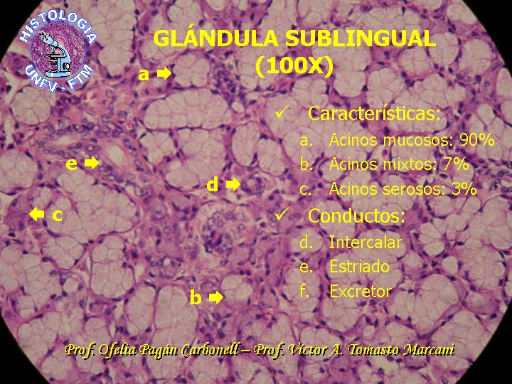 Por: Irina Samaniego y Julissa Peralta: Glandula sublingual