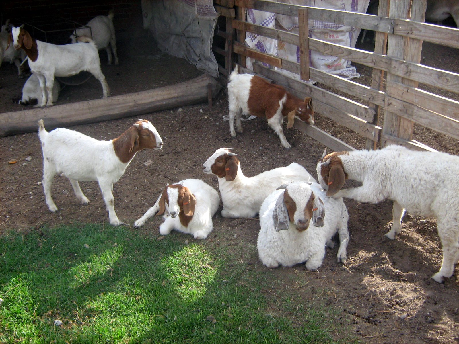 Los Ranchos de ganado de México: Criadero de cabras boer y chivos boer ...