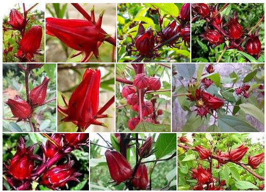 Manfaat Rosella Untuk Kesehatan Tubuh Manusia - Seputar Manfaat