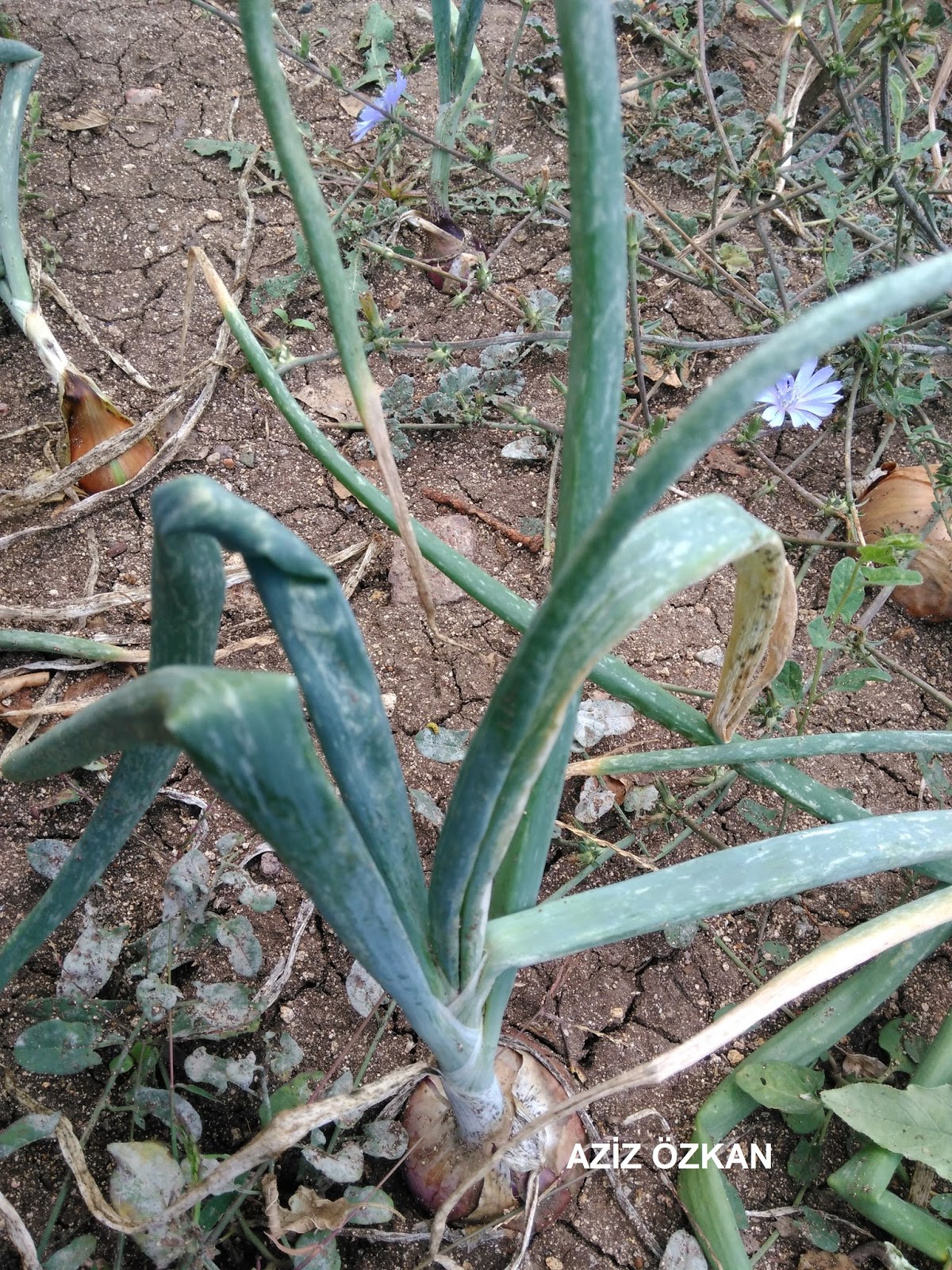 Aziz Özkan Tarım Bilgi Paylaşım Portalı Hoşgeldiniz: SOĞAN YAPRAK ...