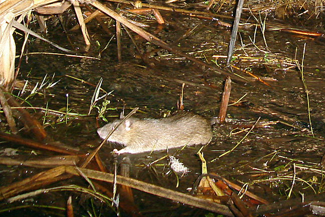 Camera Trap Codger: Unexpected rat of marsh and swamp